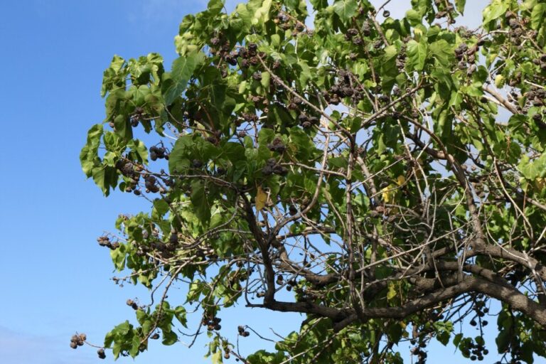 The Hawaiʻi State Tree: The Rich Legacy of the Kukui Nut Tree ...